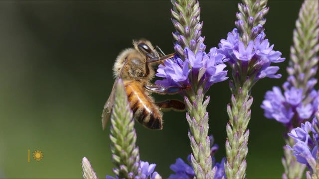 "Bee bus stops" are coming to an English town to help save pollinators ...