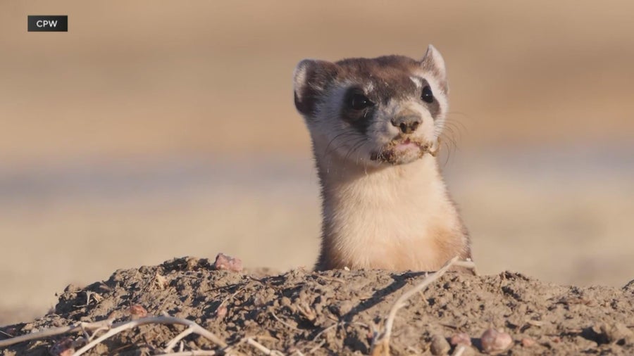 Colorado Parks and Wildlife celebrates program to restore black-footed ...