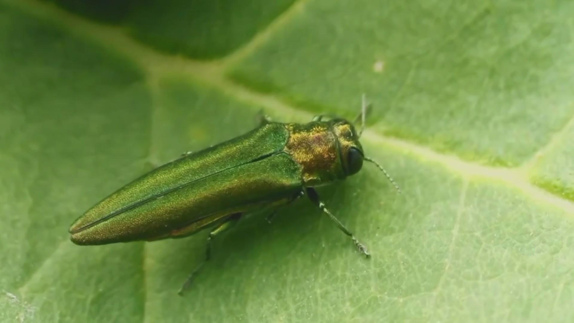 A tiny invasive flying beetle that's killed hundreds of millions of ...