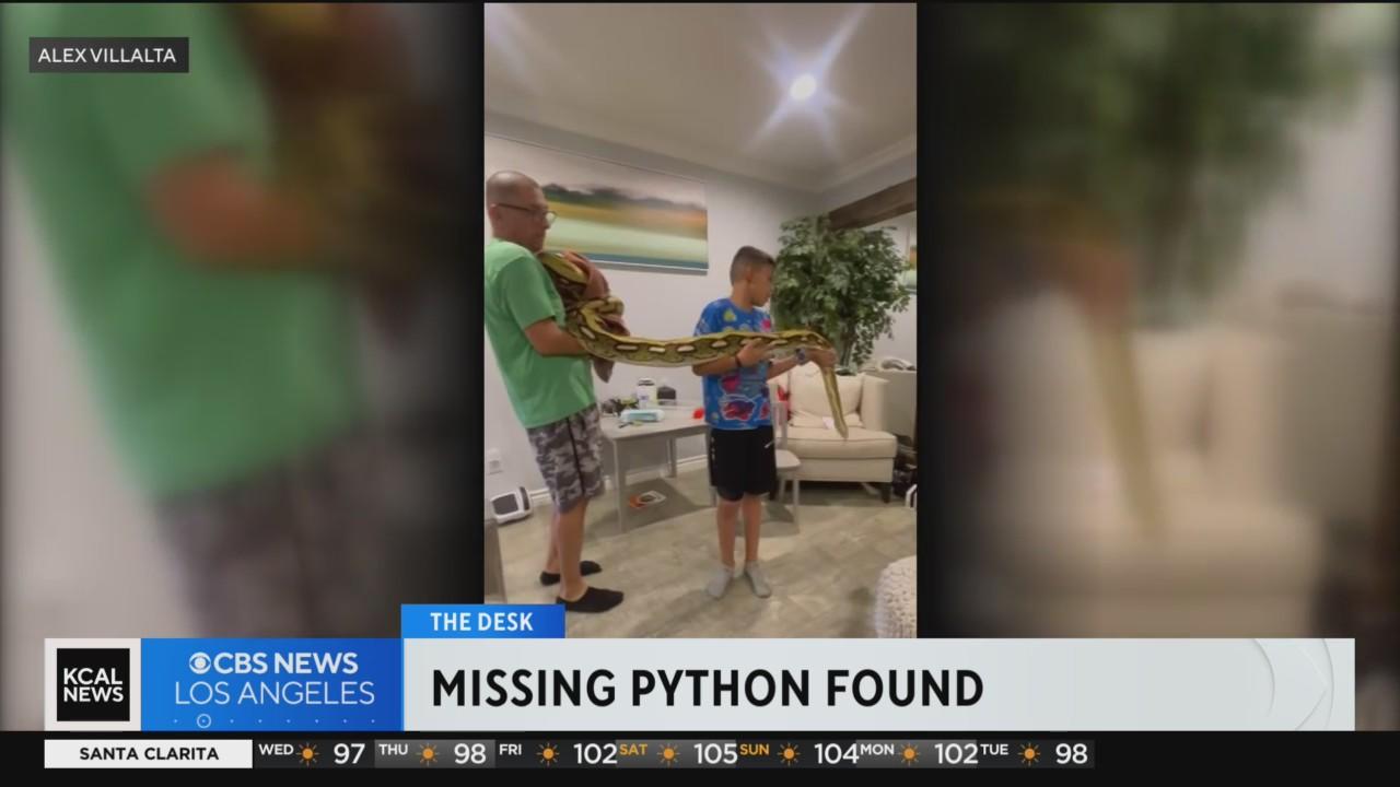 Missing 15-foot python named "Big Mama" safely found and returned to ...