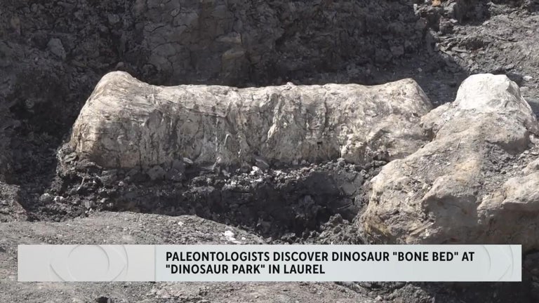 "Exceptionally rare" dinosaur fossils discovered in Maryland - CBS News