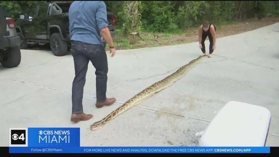 Record 19 foot python captured in SW Florida by first time hunters ...