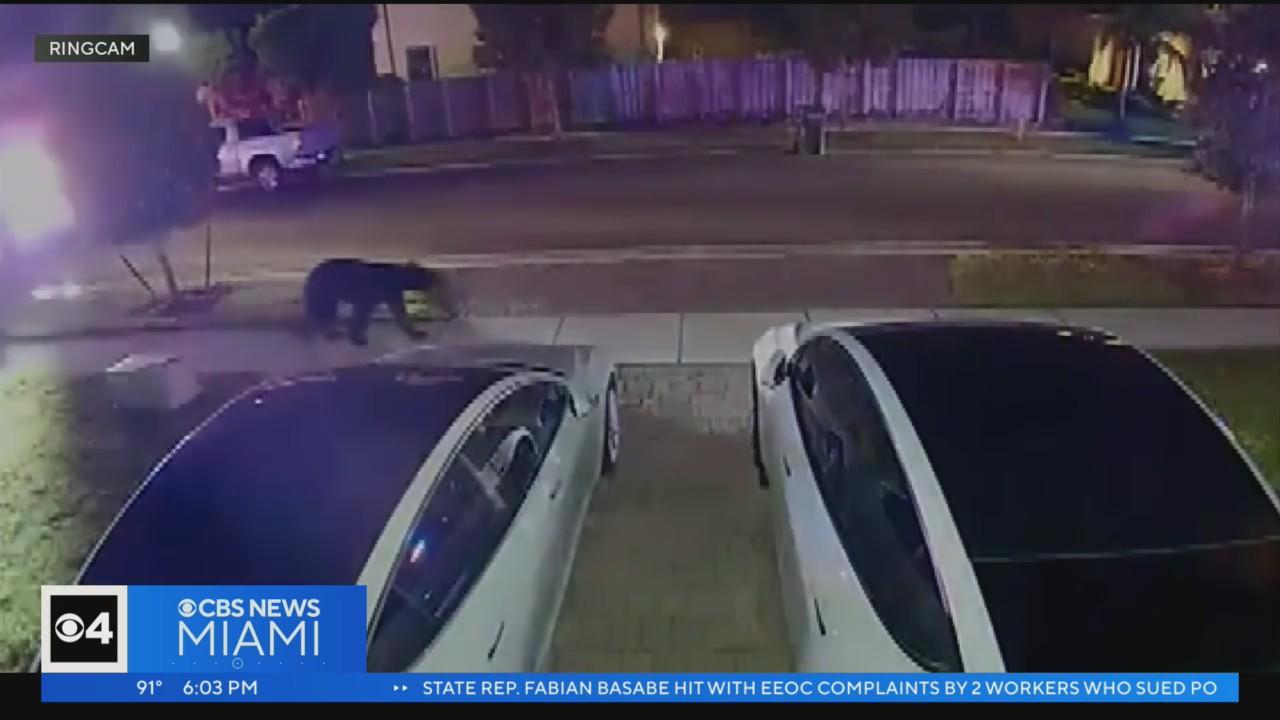 Bear spotted in Homestead. Here's what to do if you encounter one - CBS ...