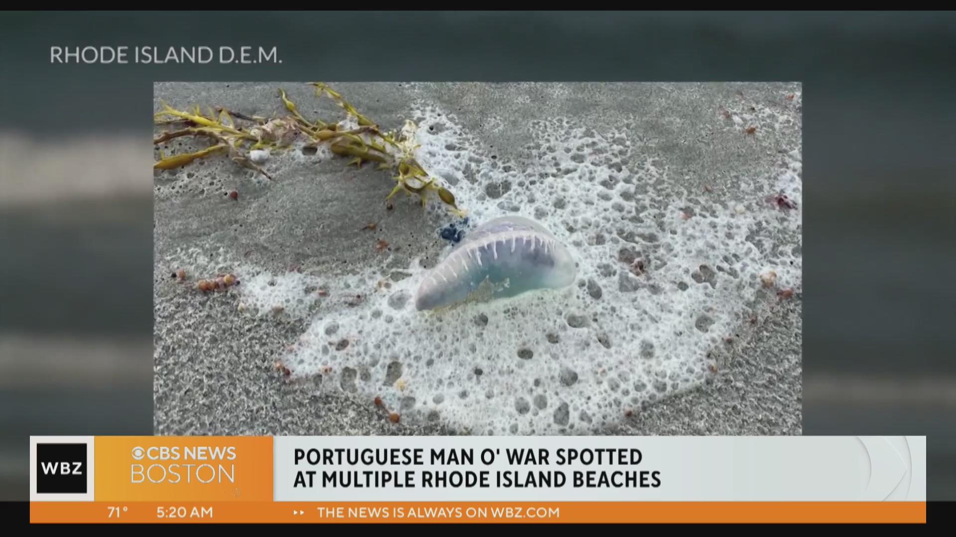 Portuguese men-of-war warnings issued at Rhode Island beaches - CBS Boston