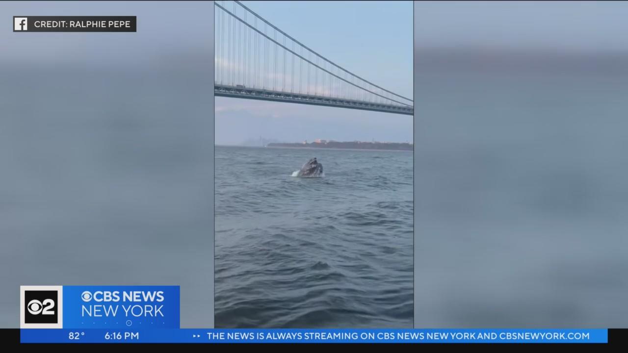 Fisherman gets video of close encounter with whale near Verrazzanno ...
