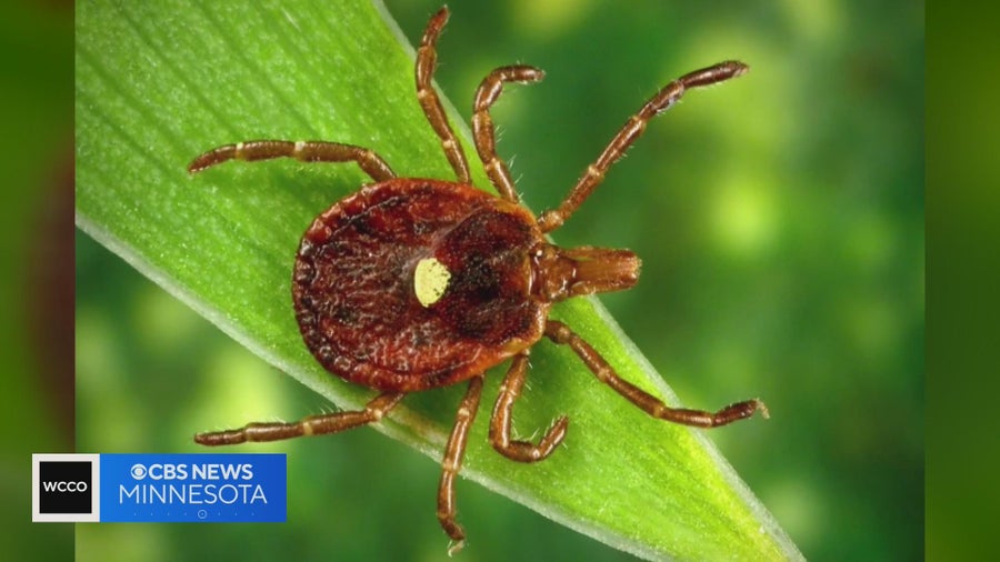 Climate change fueling increase of lone star tick sightings in ...