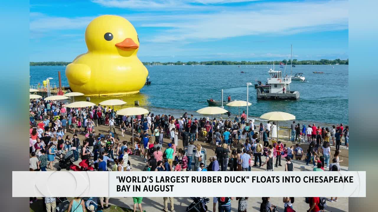 World's Largest Rubber Duck visiting Maryland waters - CBS Baltimore