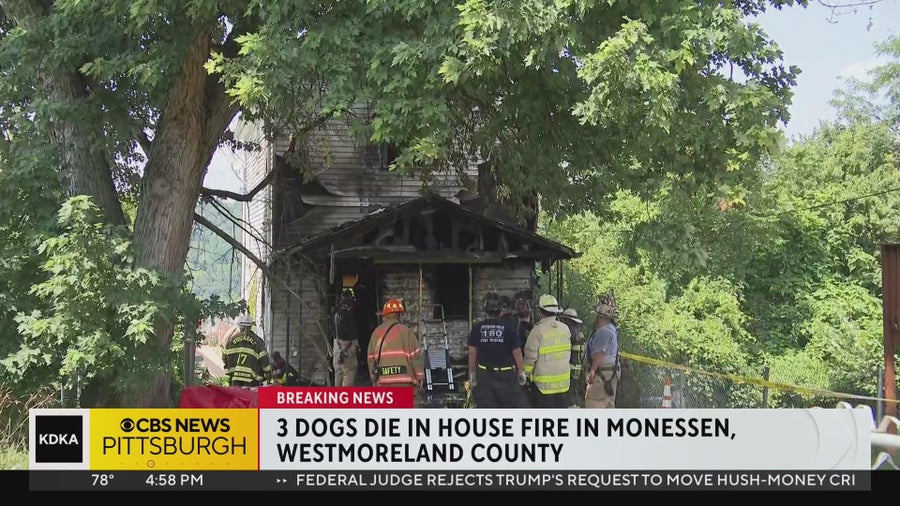 3 dogs killed in house fire in Monessen - CBS Pittsburgh