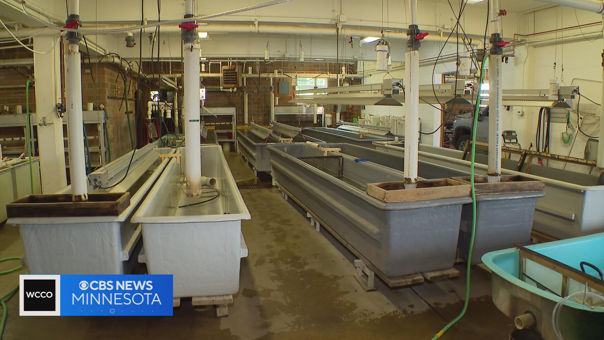 Minnesota Legislature earmarks millions for fishing hatchery upgrades ...