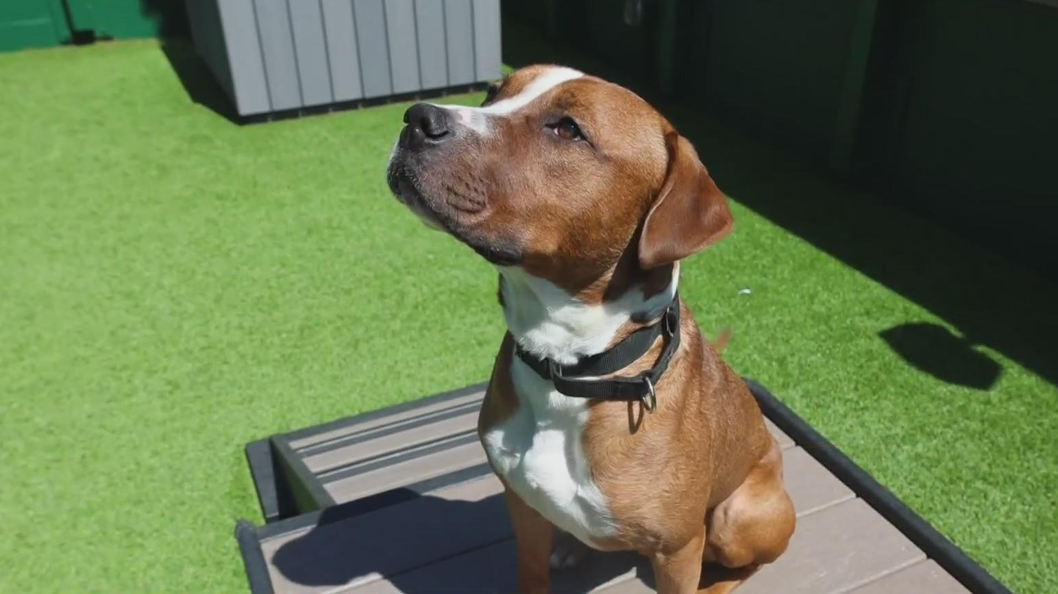 PAWS Pet of the Week: Willan - CBS Chicago