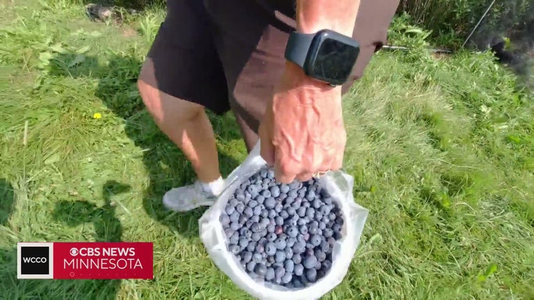 Heat wave may be the final straw for struggling blueberry fields in ...