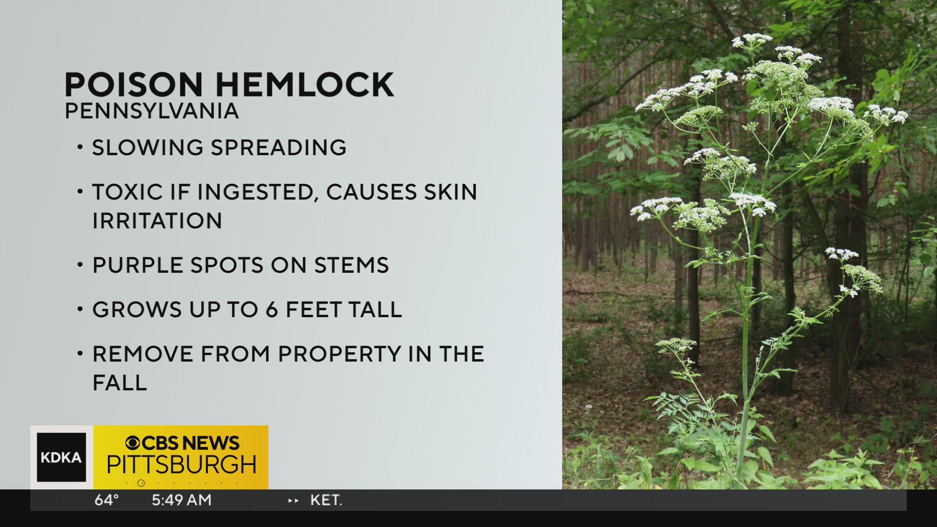 Poison hemlock increasing throughout Pennsylvania - CBS Pittsburgh