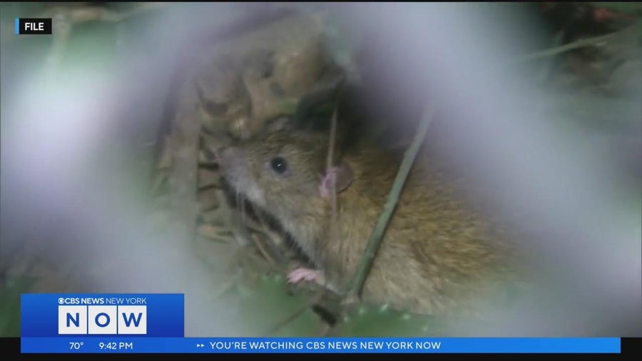 Mayor Eric Adams says New York City is winning the war on rats - CBS ...