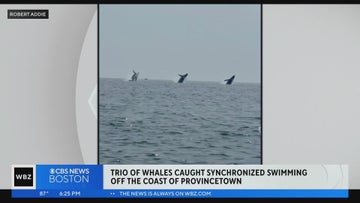 Incredible video shows 3 humpback whales jump in unison off Cape Cod: "Once in a lifetime" - CBS ...