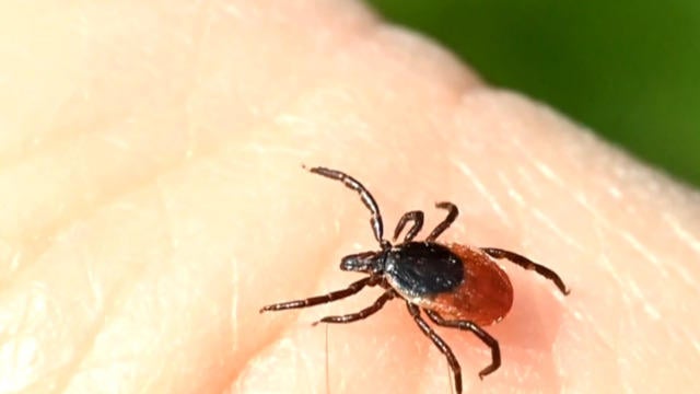 What do ticks look like? How to spot and get rid of them, according to ...