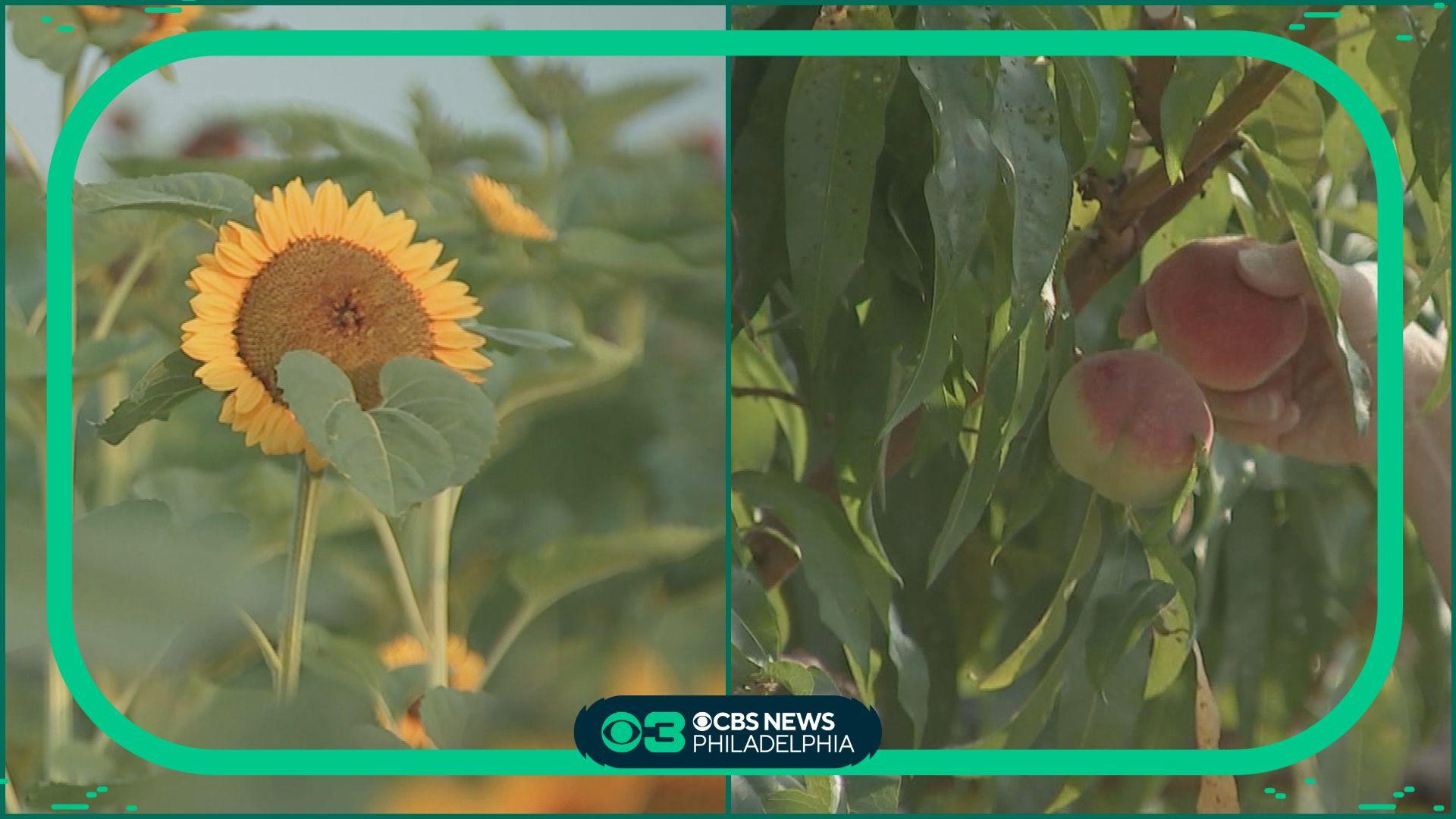 Peach and Sunflower Festival kicks off at PA's Linvilla Orchards - CBS ...