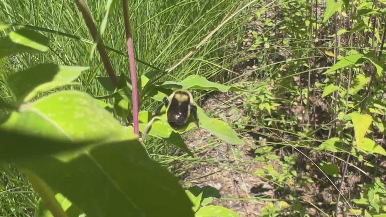 Wet spring and summer brings more bugs to Colorado: "a very positive ...
