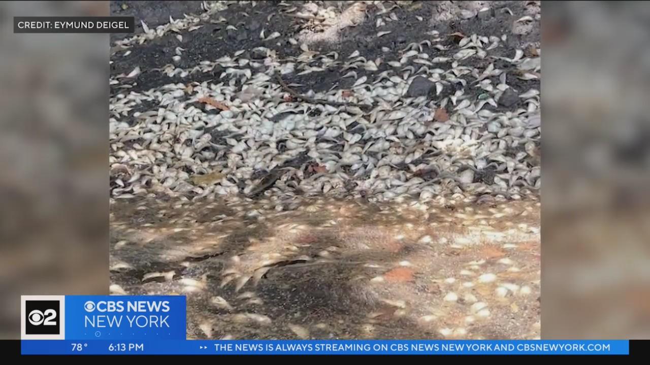 Activists say tens of thousands of dead fish were spotted in Gowanus ...