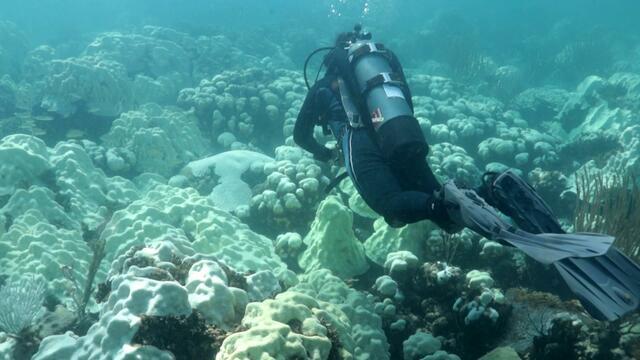 See maps of the largest-ever deep-sea coral reef that was discovered in ...
