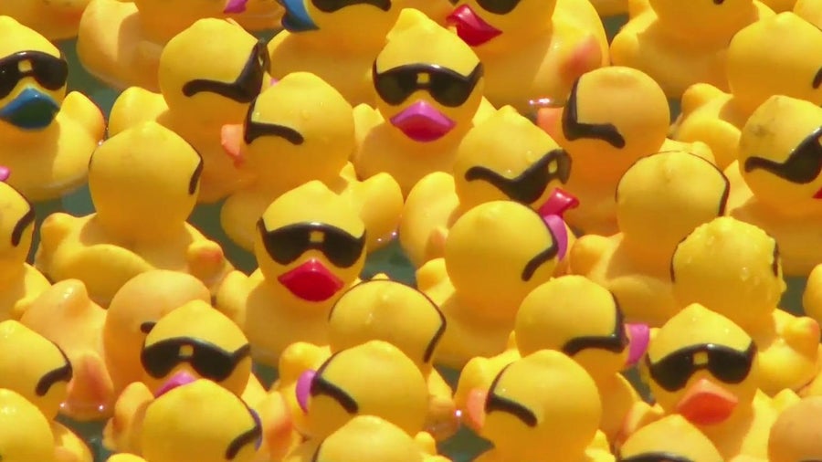 Rubber duck lost at sea for 18 years found 423 miles away from its ...