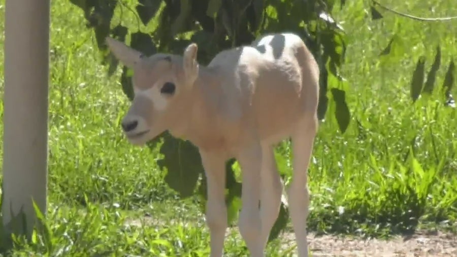 Critically endangered African antelope calf born at Brookfield Zoo ...