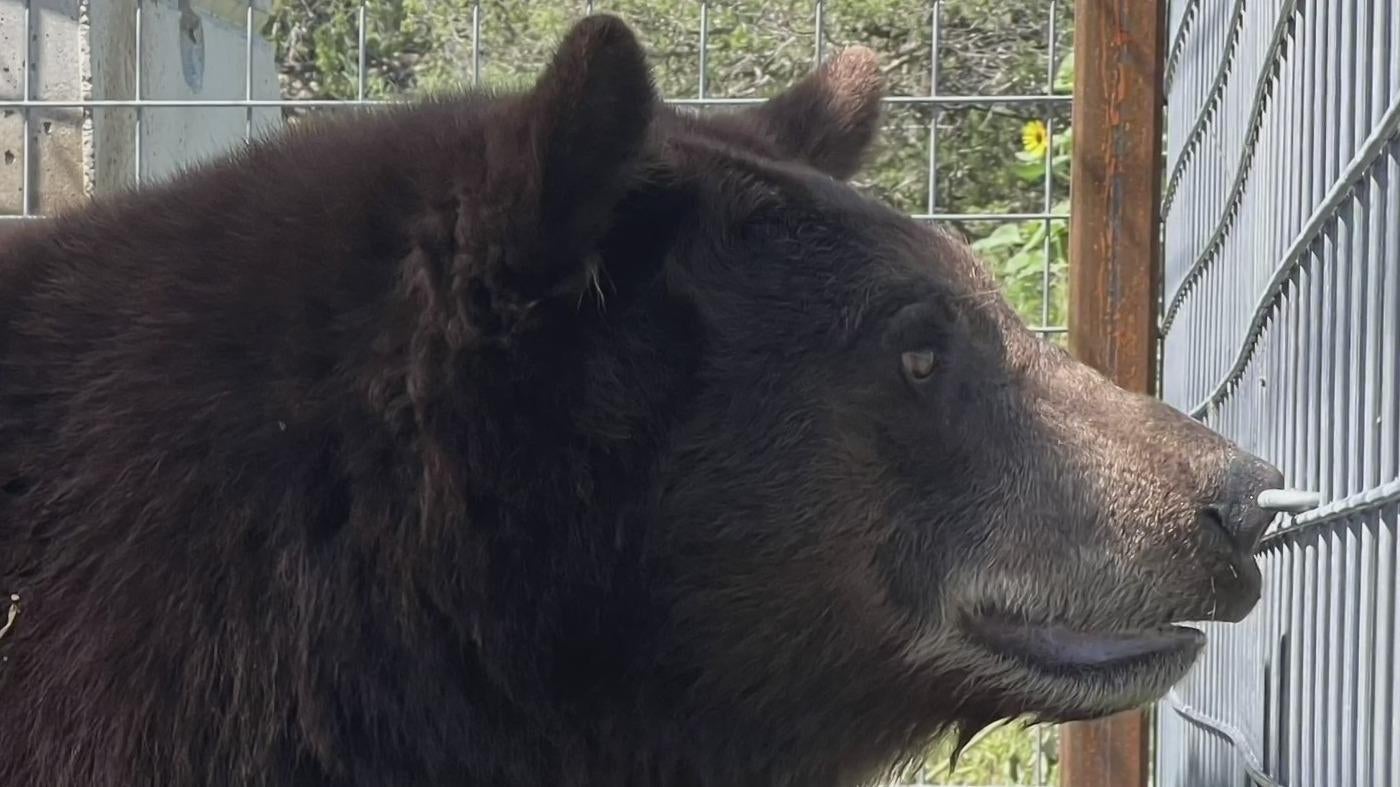 Controversial Tahoe bear formerly known as "Hank the Tank" finds new ...