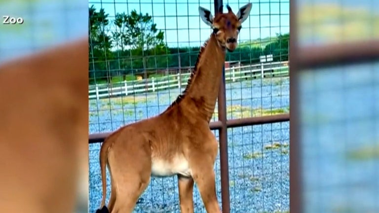 Tennessee zoo says it has welcomed a rare spotless giraffe - CBS News