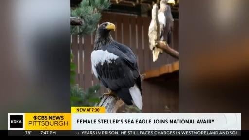National Aviary's Steller's sea eagle Kodiak gets potential new mate ...