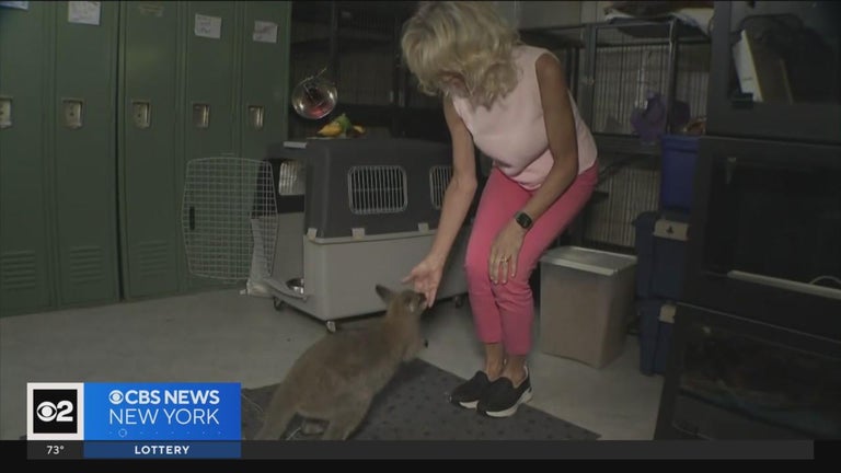 Wallaby confiscated on Coney Island Boardwalk now receiving care on ...