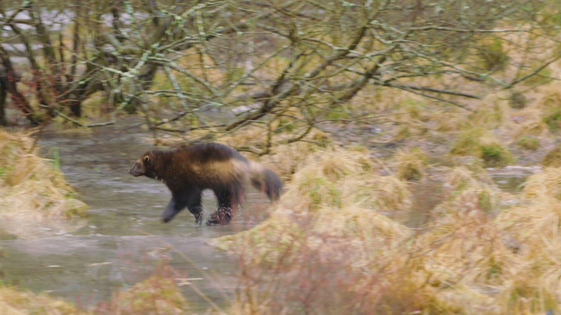 Wolverines could be next up for reintroduction in Colorado - CBS Colorado