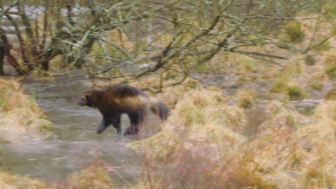 Wolverines could be next up for reintroduction in Colorado - CBS Colorado