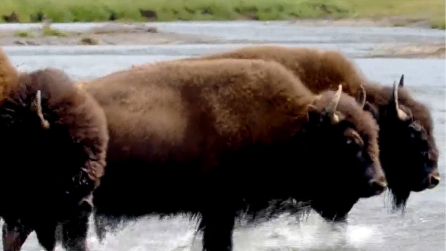 Bison gores 83-year-old woman in Yellowstone National Park - CBS News