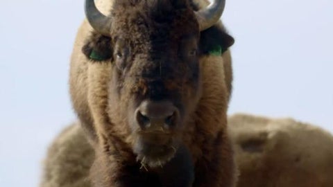 Man accused of kicking bison at Yellowstone National Park is injured by ...