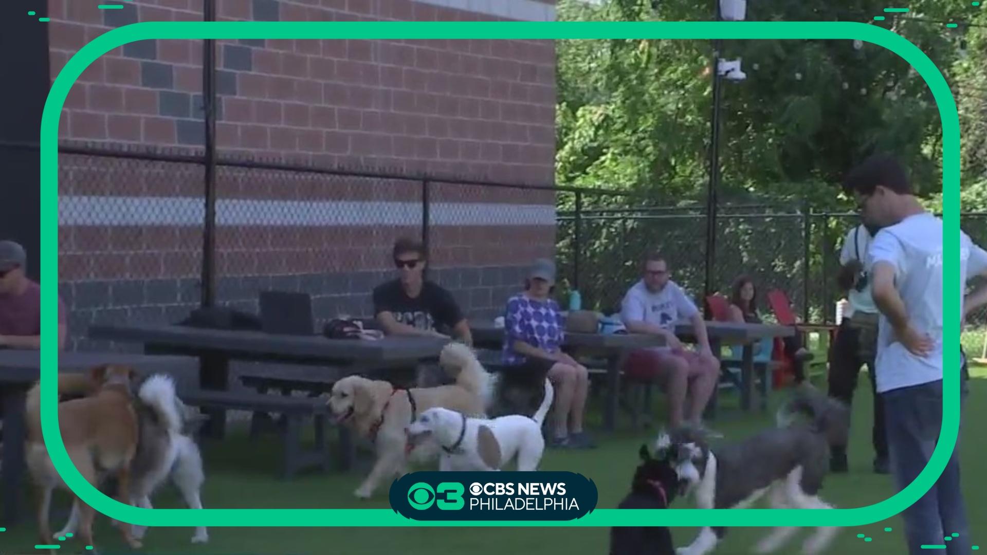 Bark Social: Dog park with a bar in Philadelphia's Manayunk - CBS ...