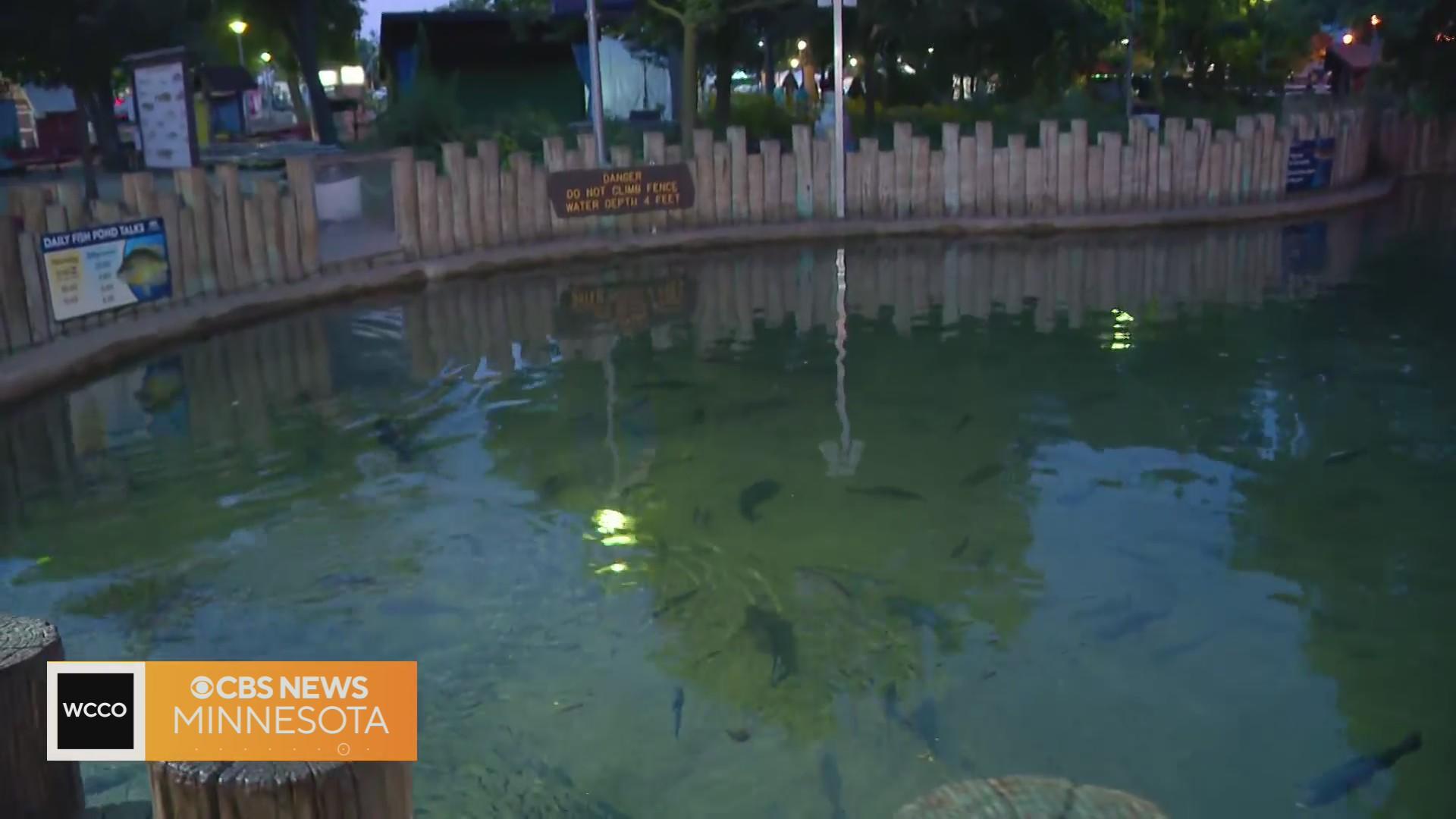 DNR stocks its beloved fish pond ahead of 2024 Minnesota State Fair ...