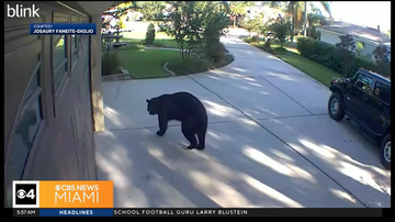 3-legged bear named Tripod takes 3 cans of White Claw from Florida ...