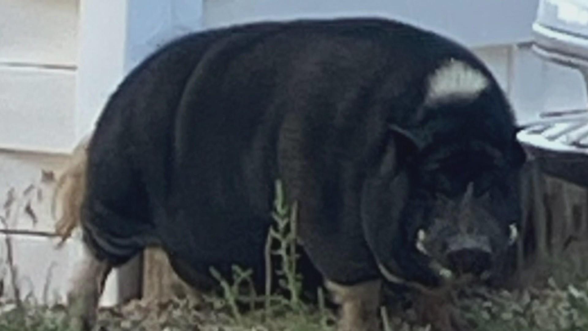 Runaway pot-bellied pig captured by deputies in southern Colorado - CBS ...