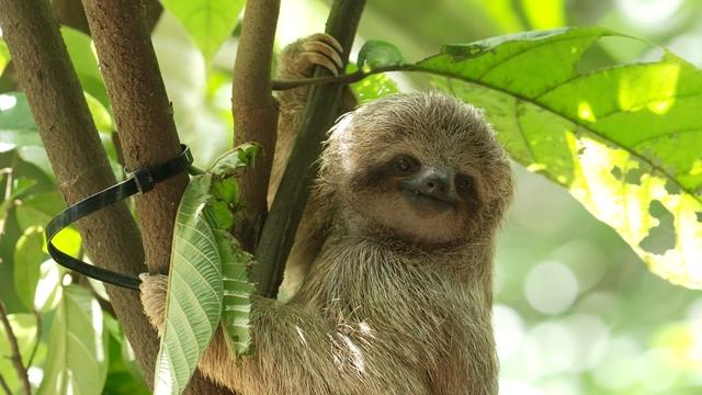 Sloths threatened by climate change after 64 million years of evolution ...