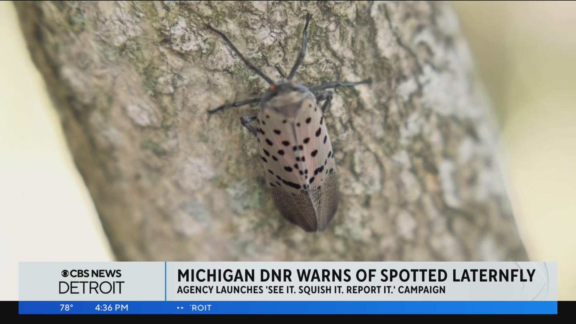 If you see a spotted lanternfly, Michigan officials say to squish it ...