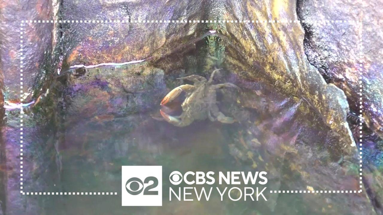 Looking back 45 years after the discovery of the Greenpoint Oil Spill ...