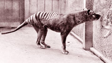 Scientists say they've made a breakthrough in efforts to bring back the ...