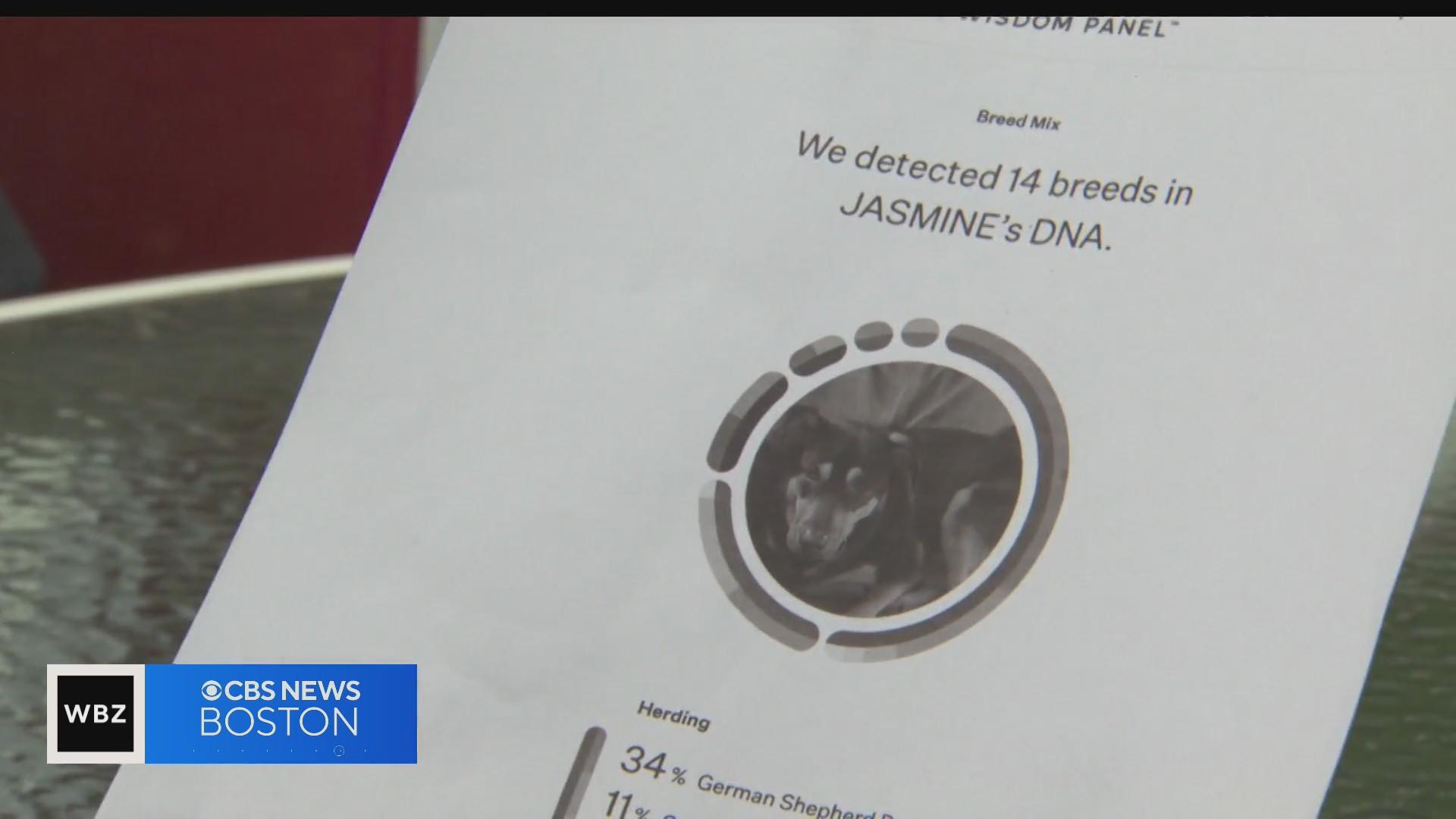 I-Team: How accurate are pet DNA tests? We sent one lab a swab from a ...