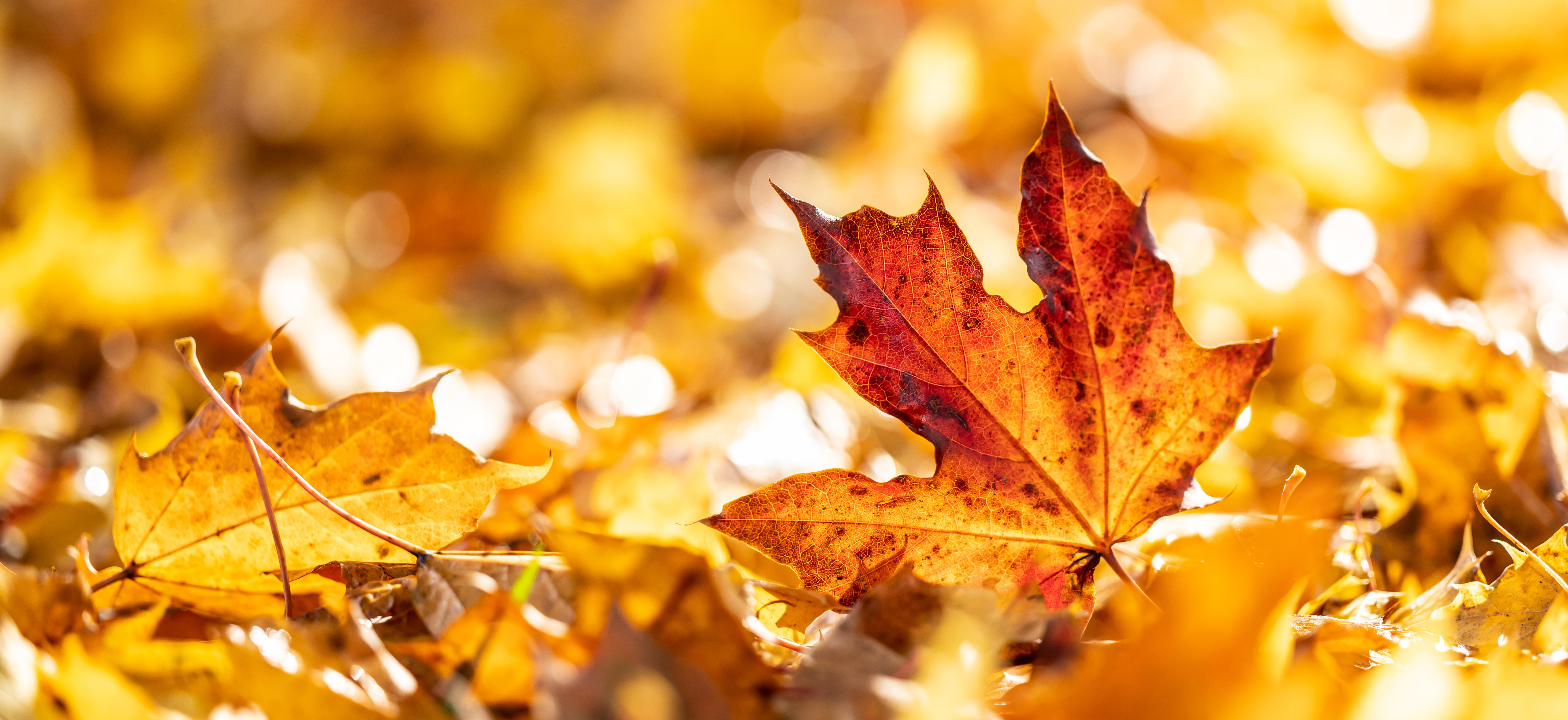 When exactly does fall begin this year? - CBS Texas