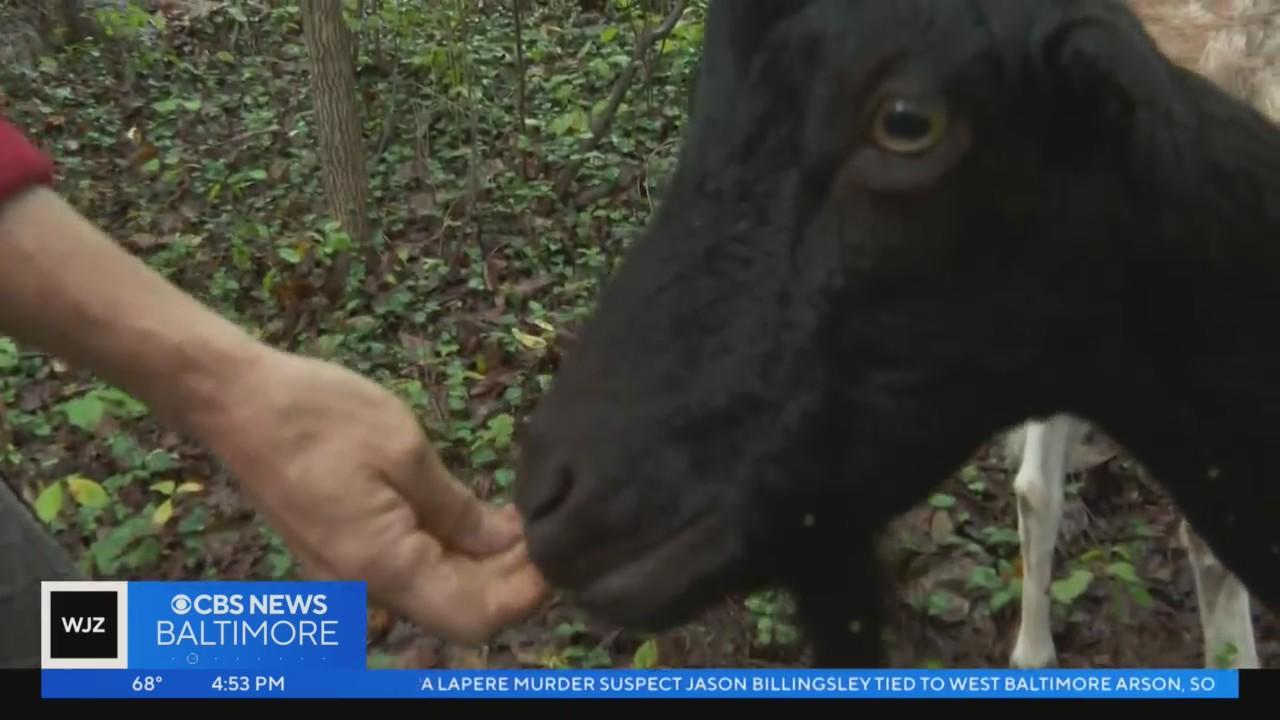 Towson University unleashes goats to munch away at invasive species ...