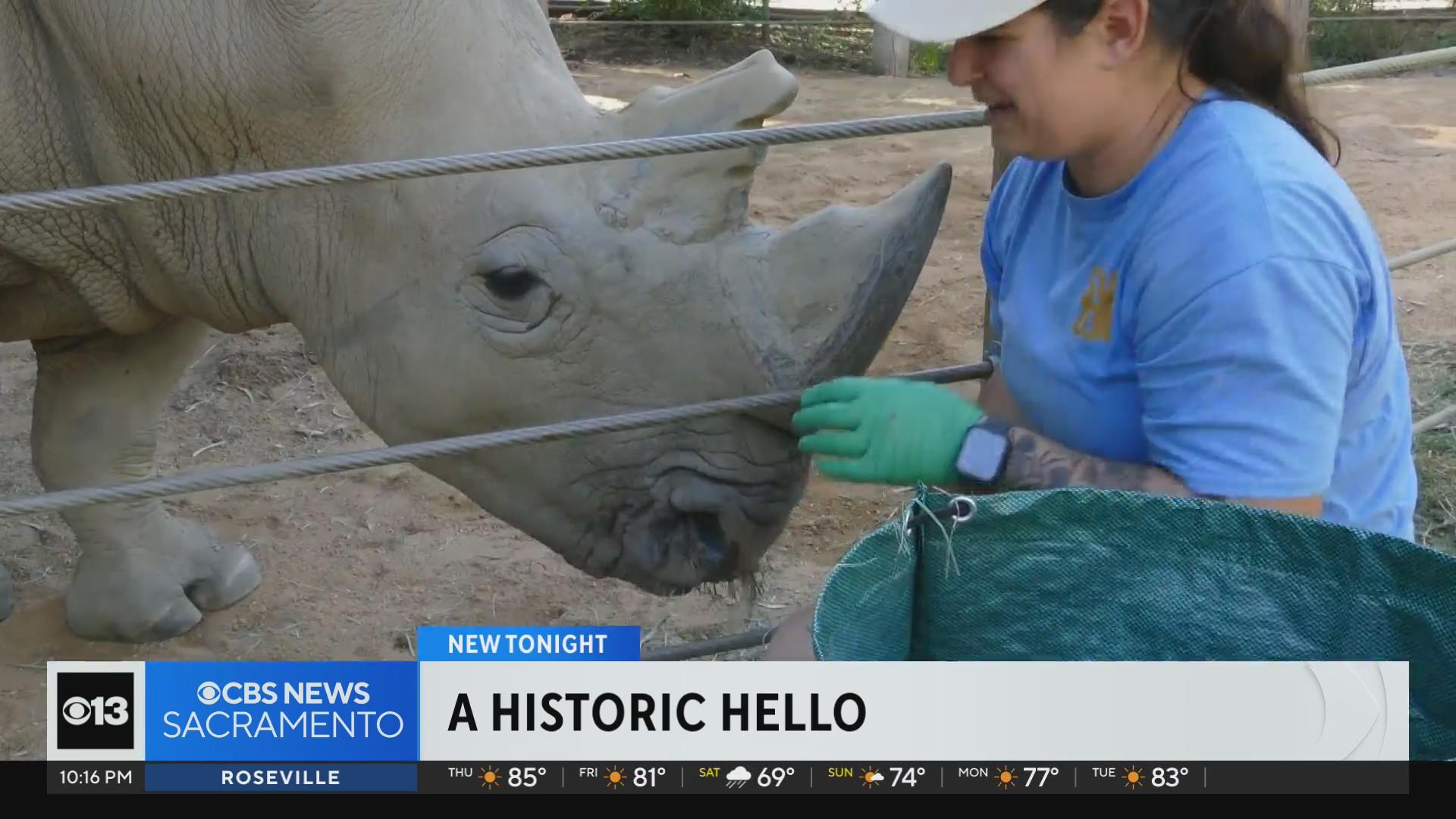 Sacramento Zoo welcomes first rhino in its history - CBS Sacramento