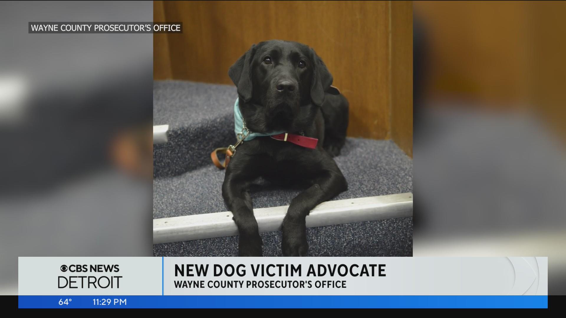Meet Jellybean: Wayne County Prosecutor's Office introduces new victim ...