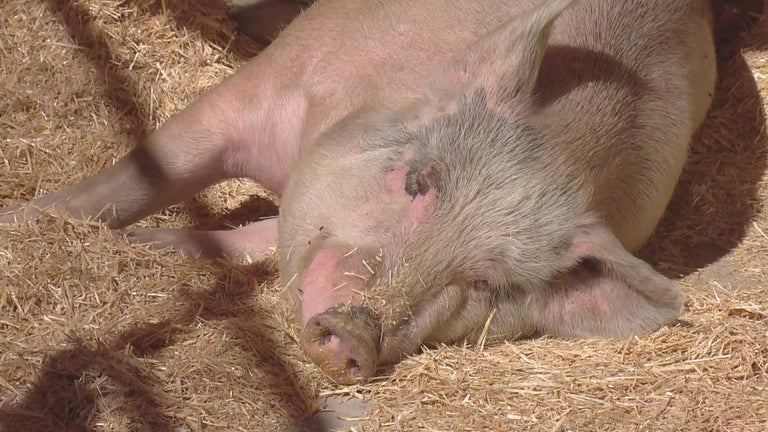 Do you recognize this Colorado pig? He was rescued after wandering ...