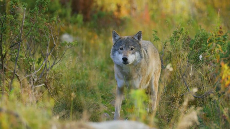 Gray wolves from Oregon will come to Colorado to help fulfill ...