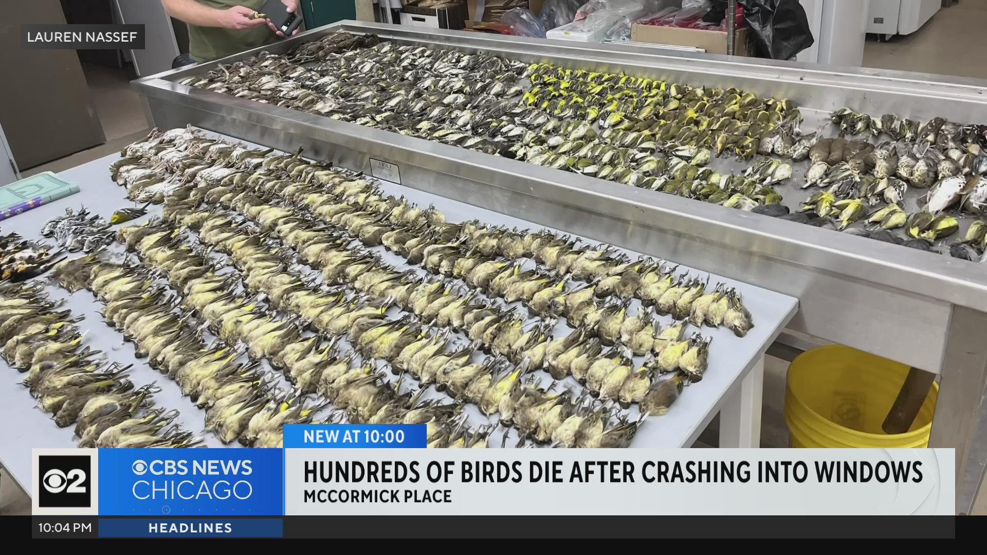 Nearly 1,000 migrating birds killed after crashing into McCormick Place ...