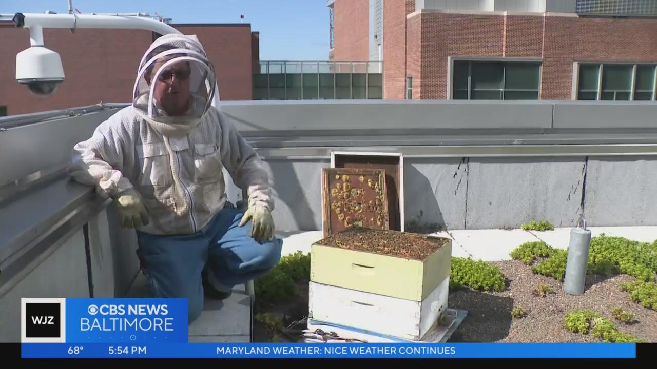 Baltimore's rooftop bees are bringing new life to the city's green ...
